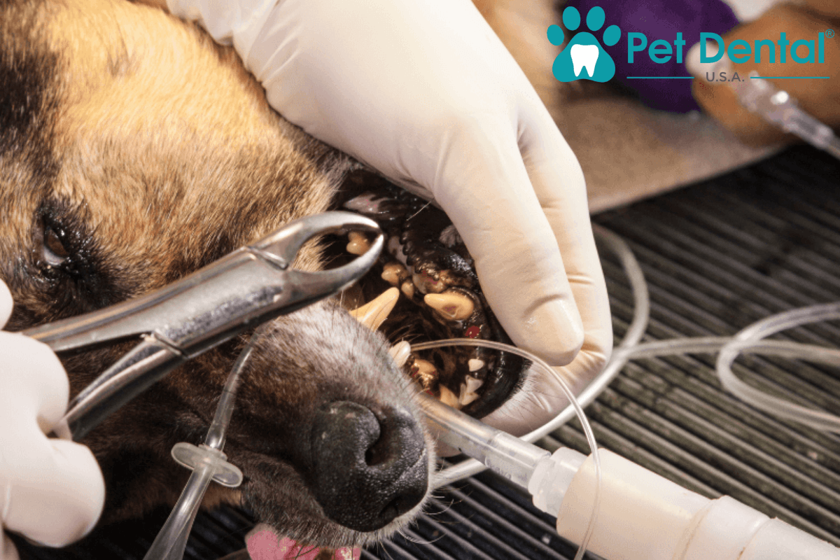 Advanced Pet Dental Care: When to See a Vet That Focuses on Dentistry ...